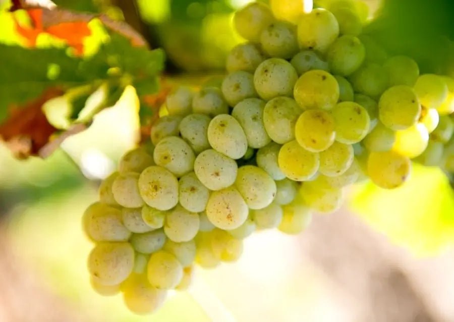 Wine of the Month: 2016 Small Lot Sauvignon Blanc – Rockway Vineyards
